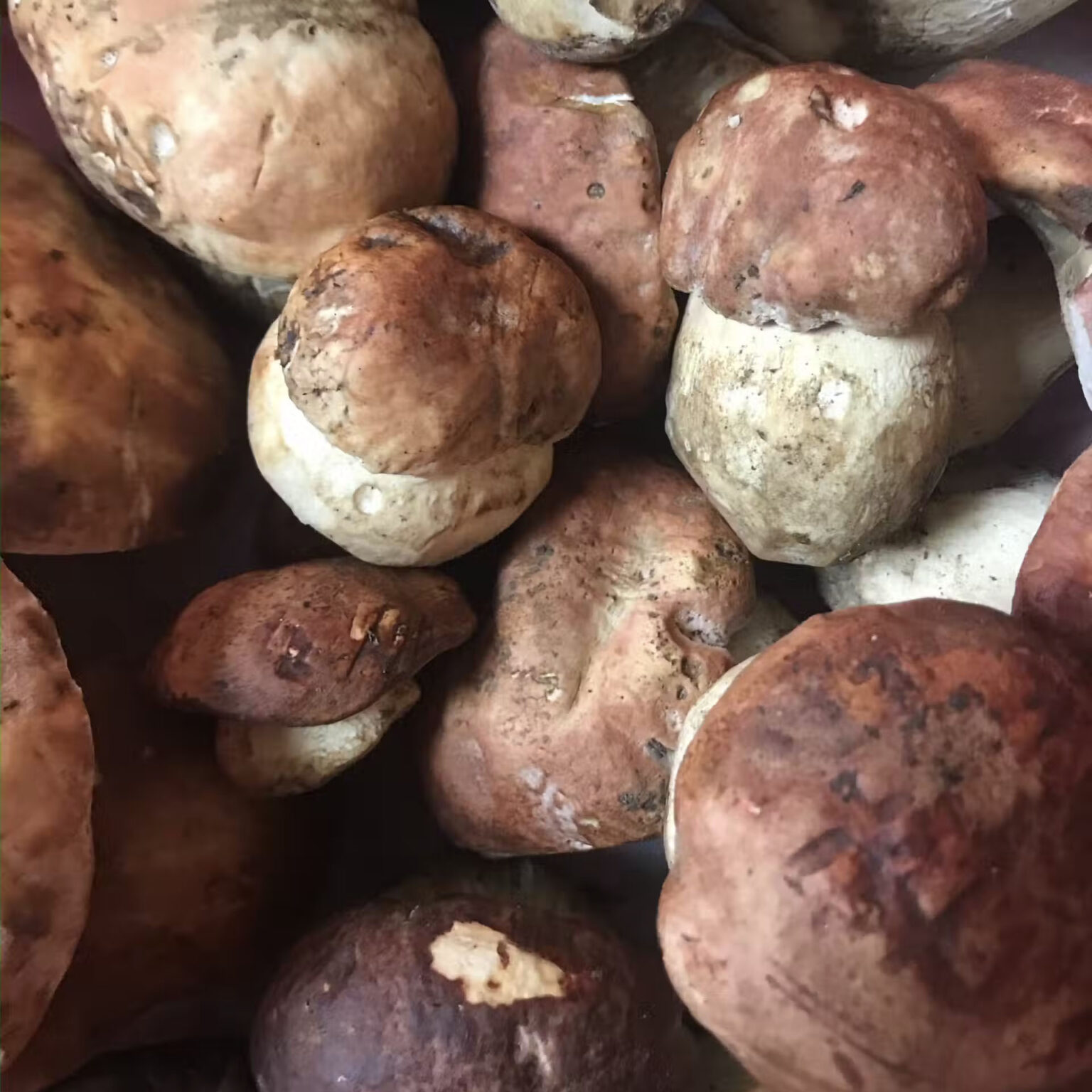 Wholesale Frozen Porcini Domestic, Grade A - Foraged Wholesale